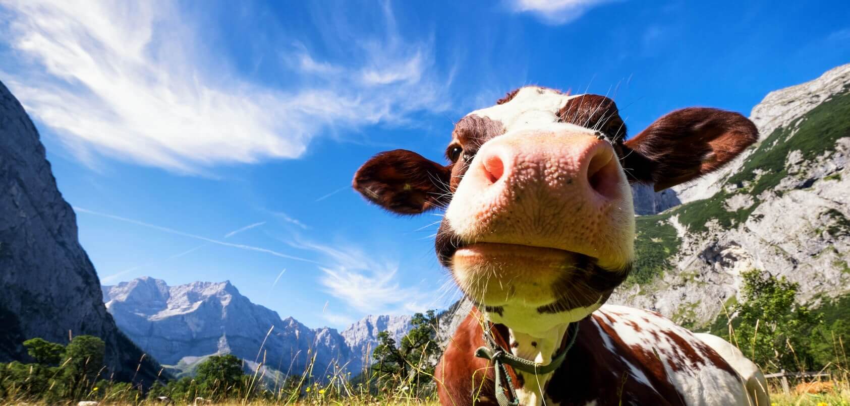 Cow 2.0 or how to connect a cow to the Internet?